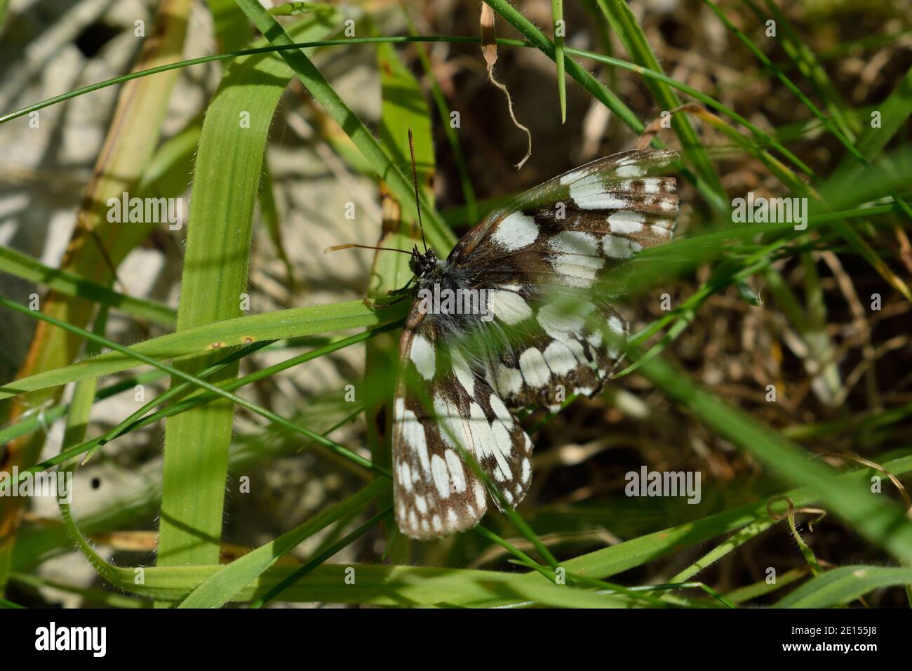 Marbled White Butterfly in King Barrow Quarry Nature Reserve on the ...