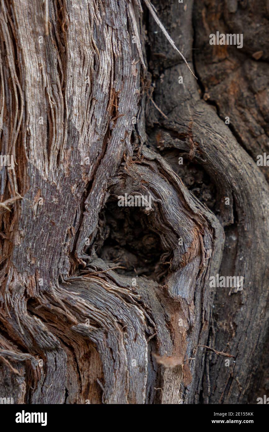 Old Thick trunk of grape tree, texture of plant back Stock Photo - Alamy