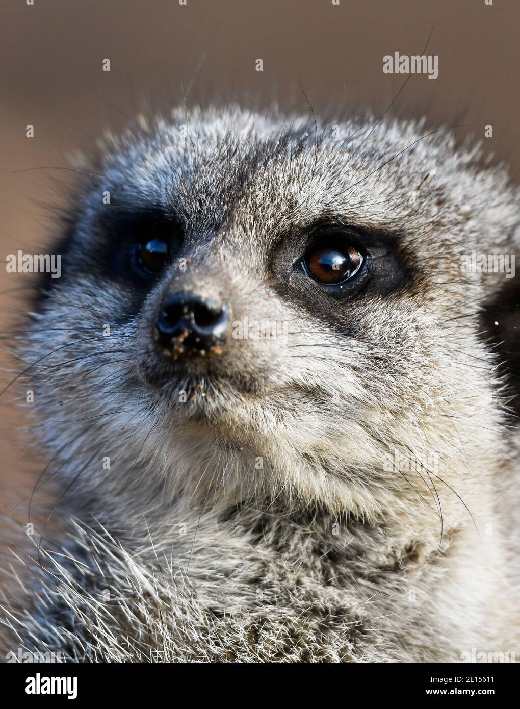 Meerkats suricata suricatta close hi-res stock photography and images ...