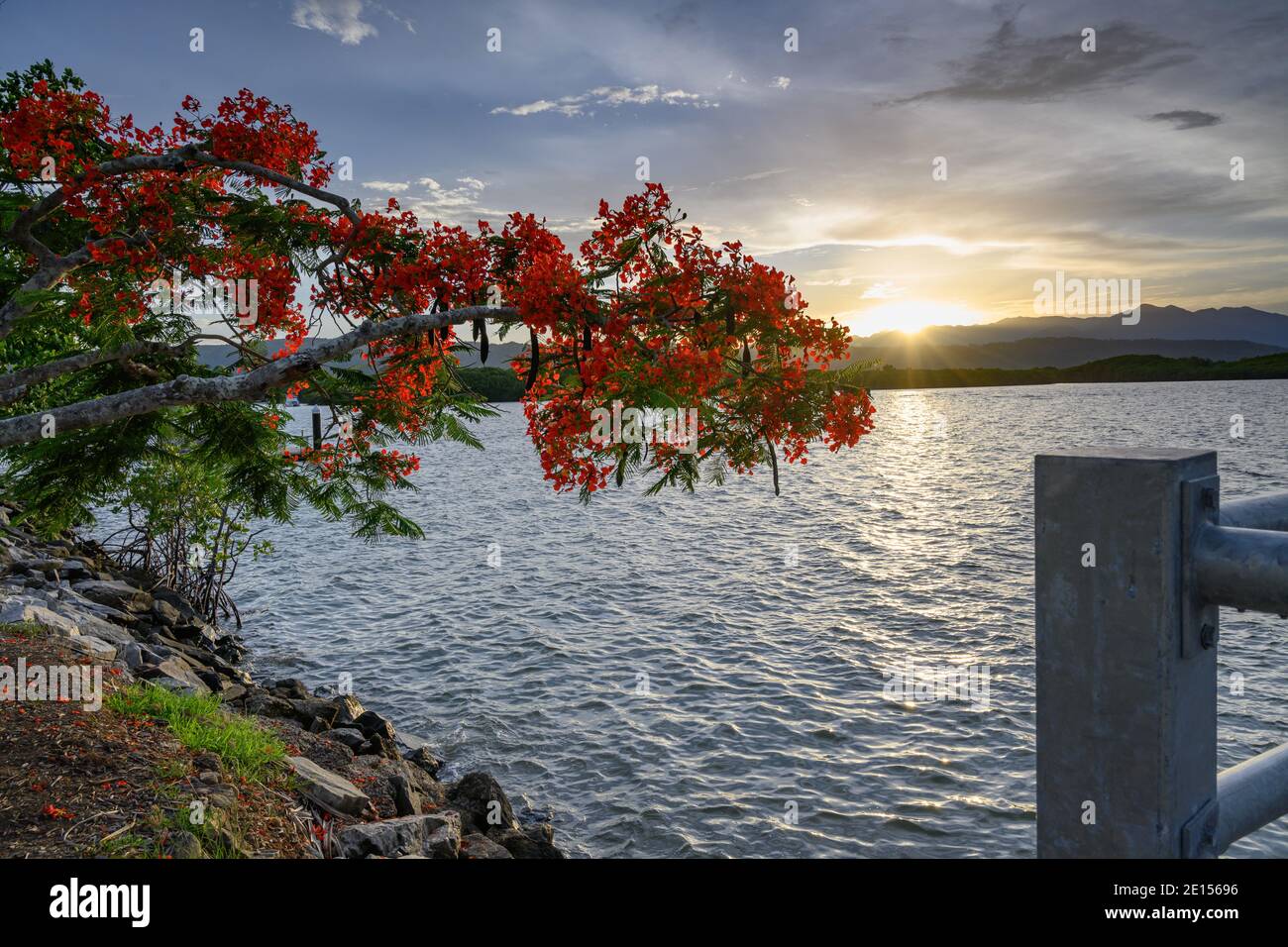 Tree at oceanside, Port Douglas, Queensland, Australia Stock Photo - Alamy