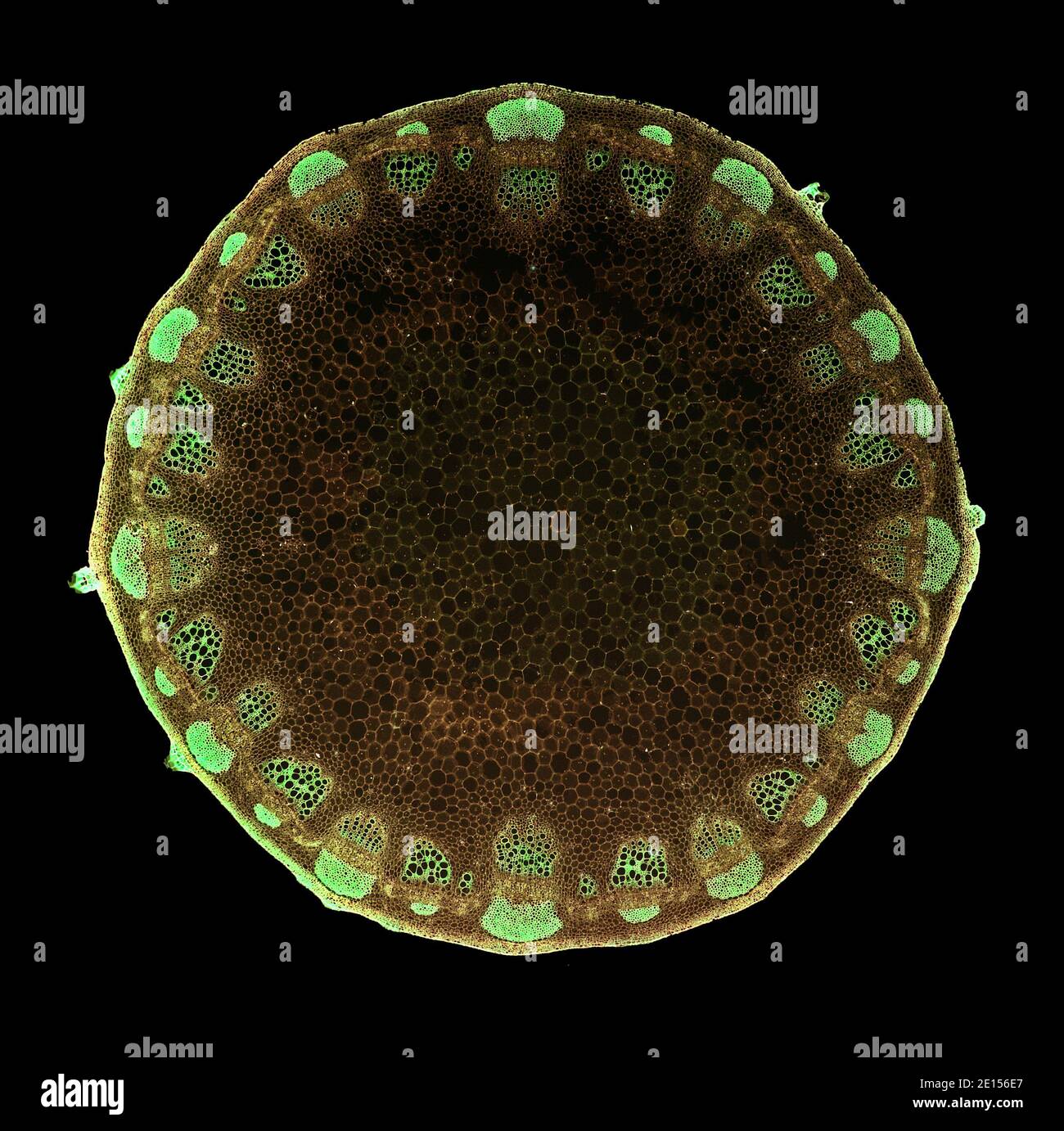 Vascular stem sunflower hi-res stock photography and images - Alamy