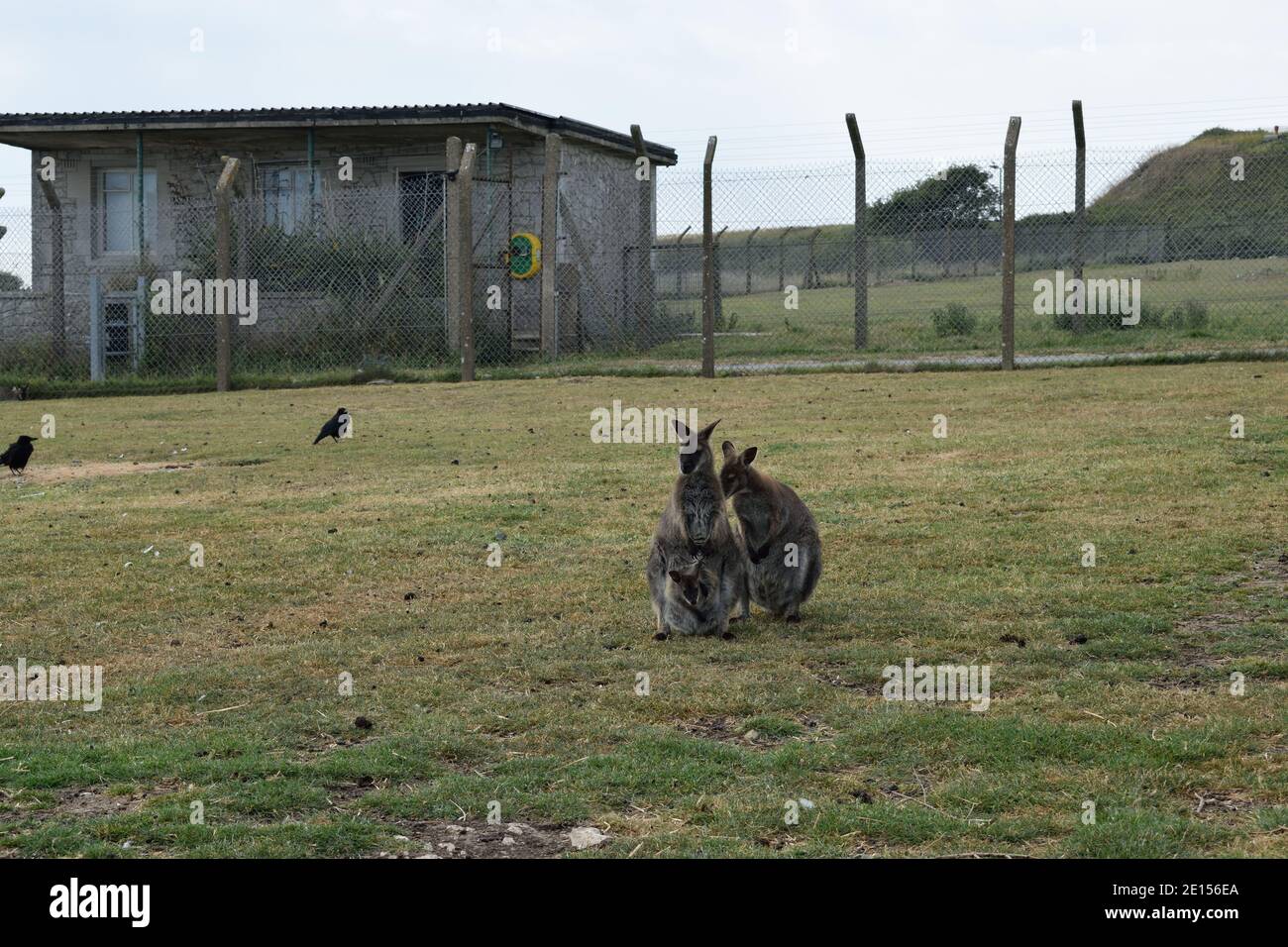 Wallaby Family at Fancy's Farm on the Isle of Portland, Dorset Stock ...