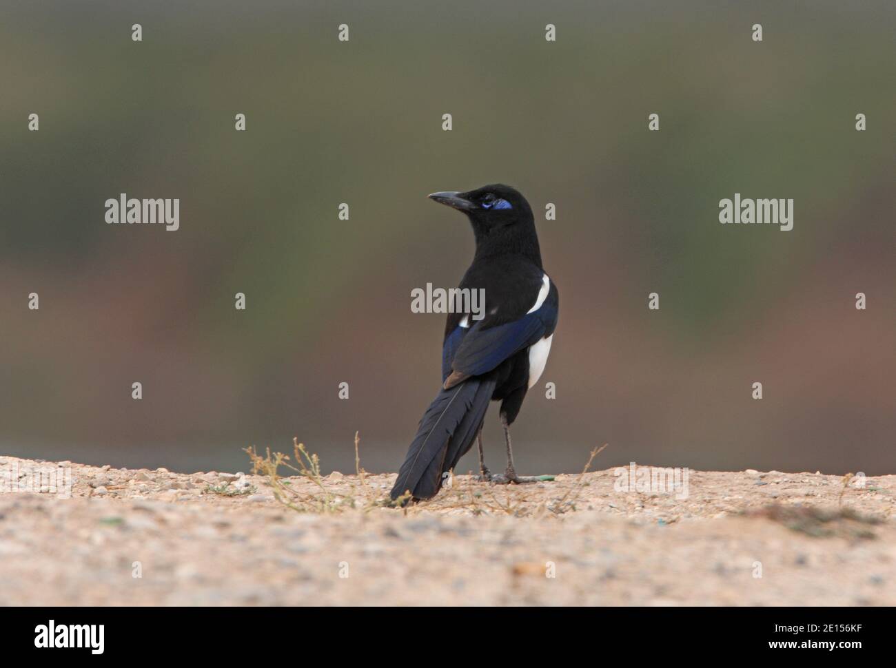 Pica Pica Mauritanica High Resolution Stock Photography and Images - Alamy