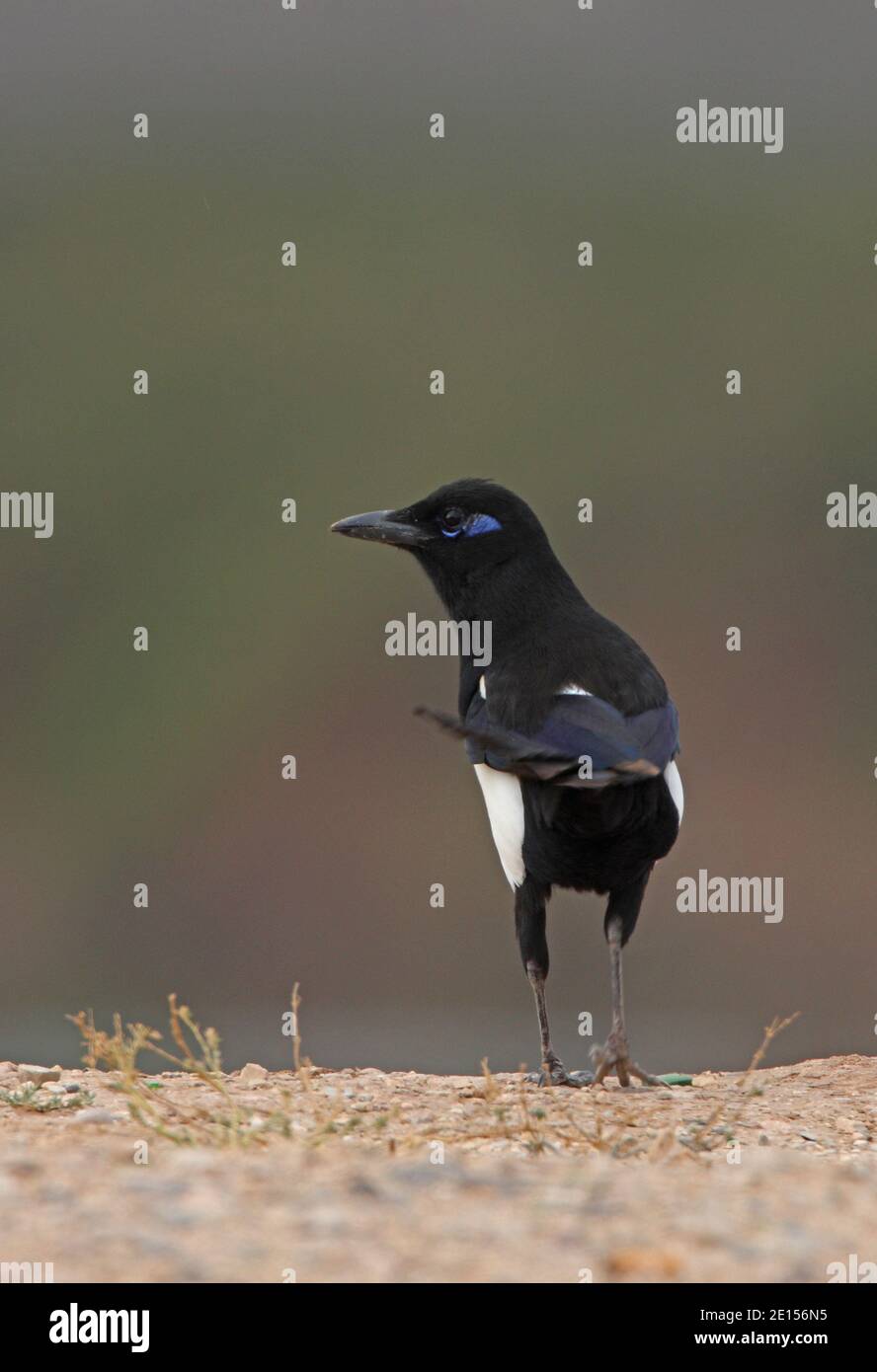 Pica Pica Mauritanica High Resolution Stock Photography and Images - Alamy