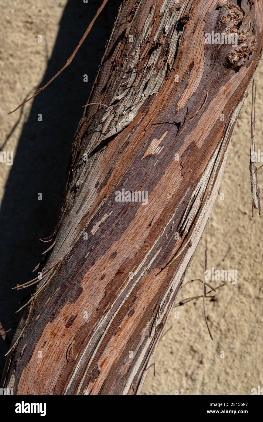 Thick trunk of grapes against the wall, plant Stock Photo - Alamy