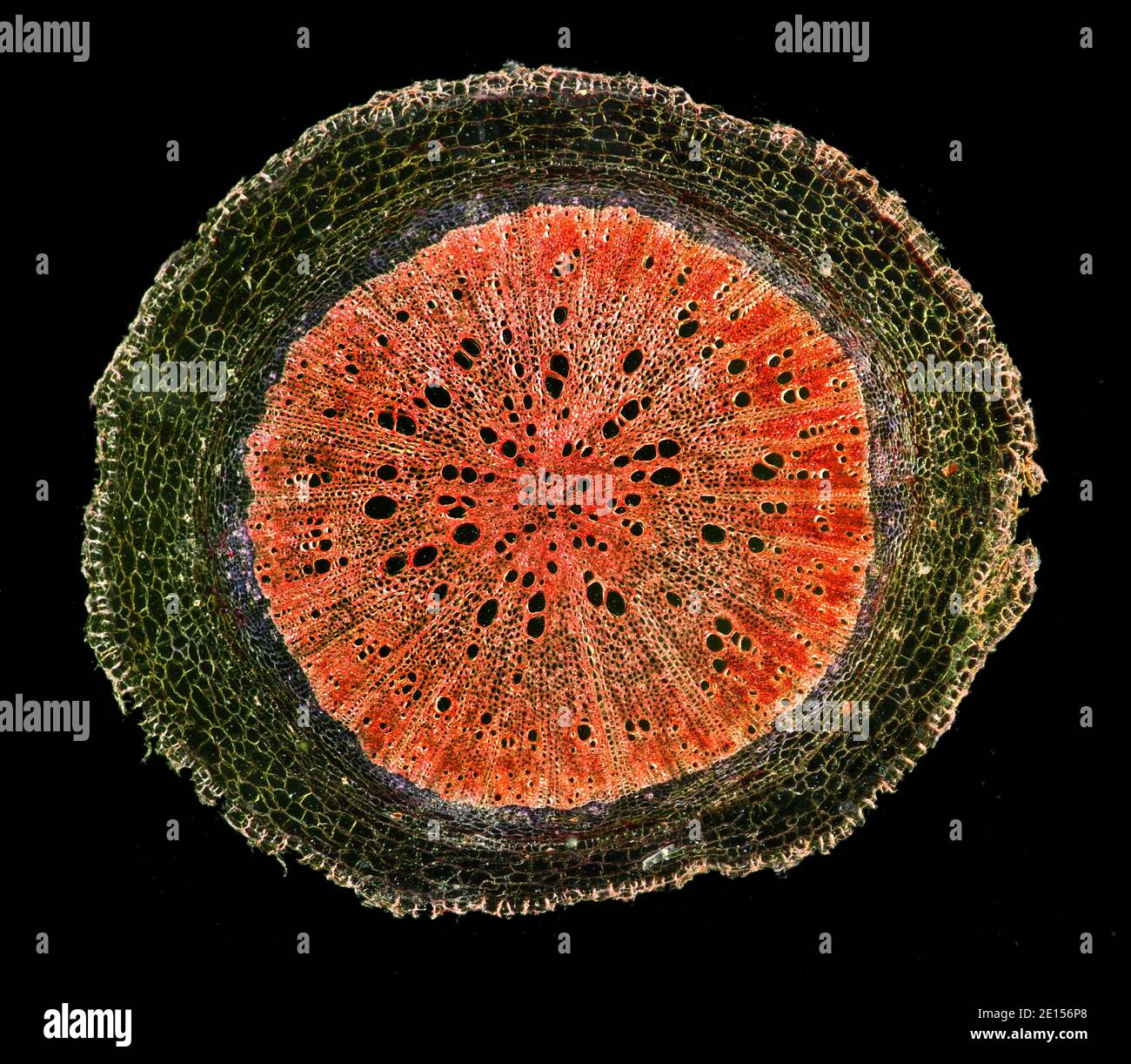 Helianthus, old root TS. darkfield photomicrograph Stock Photo - Alamy