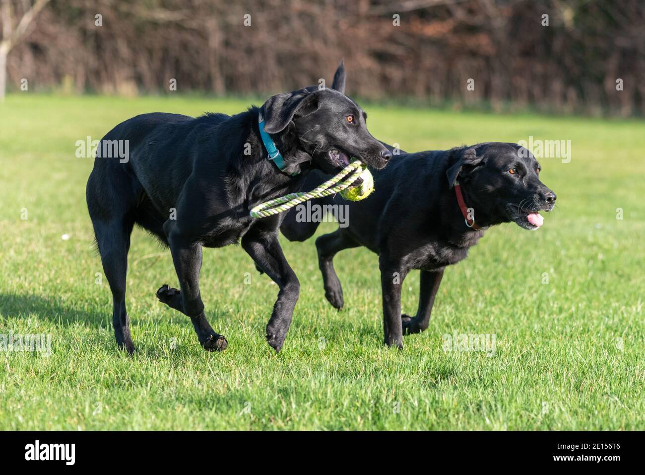 Two pedigree black Labradors playing with a dog's toy together Stock ...