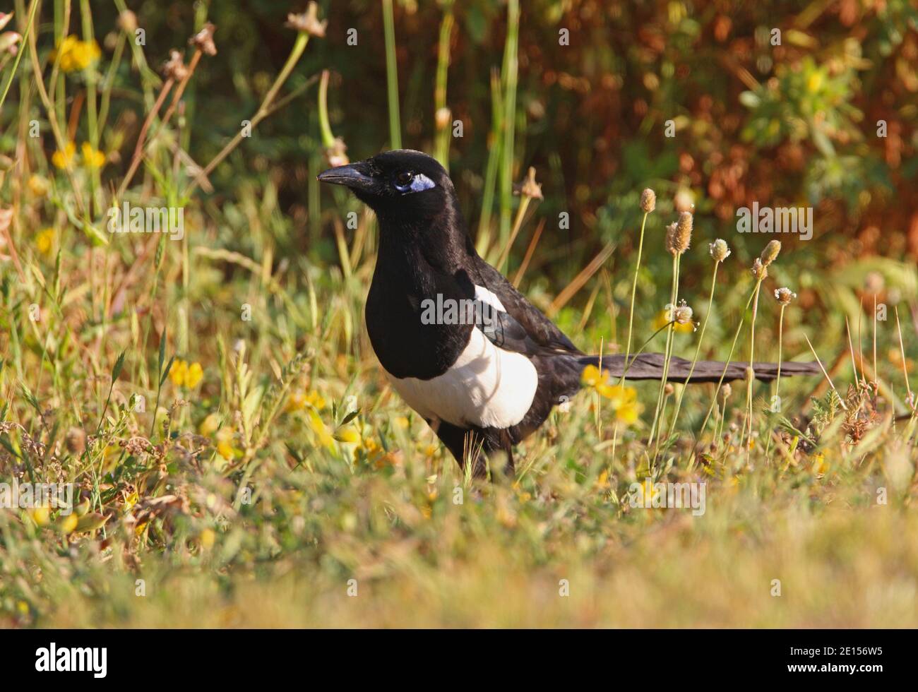 Pica Pica Mauritanica High Resolution Stock Photography and Images - Alamy