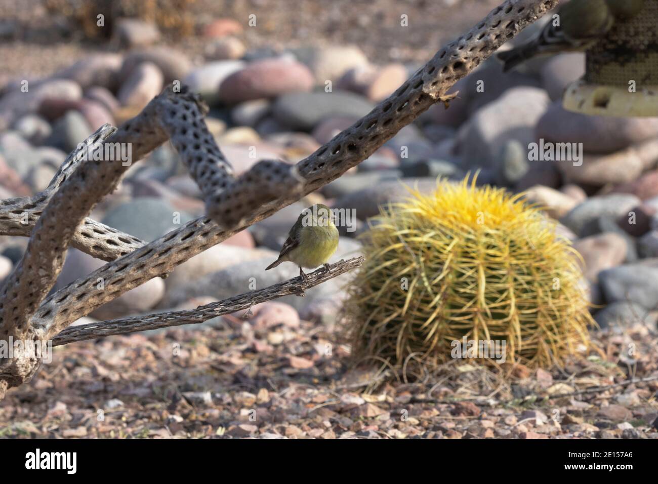 Lesser Goldfinch on cholla skeleton branch with barrel cactus and river ...