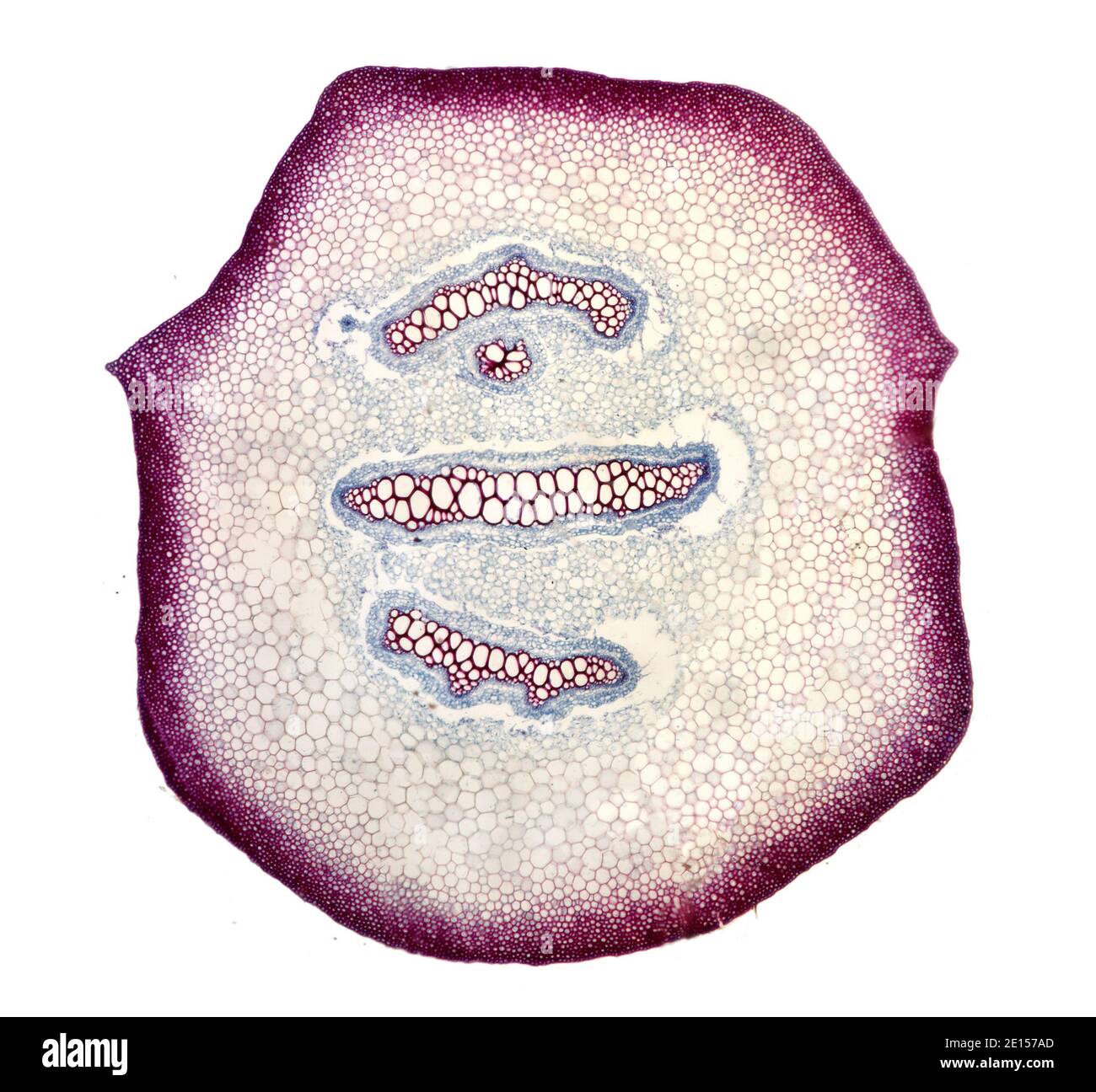 Selaginella wildenovii TS stem.brightfield photomicrograph Stock Photo ...