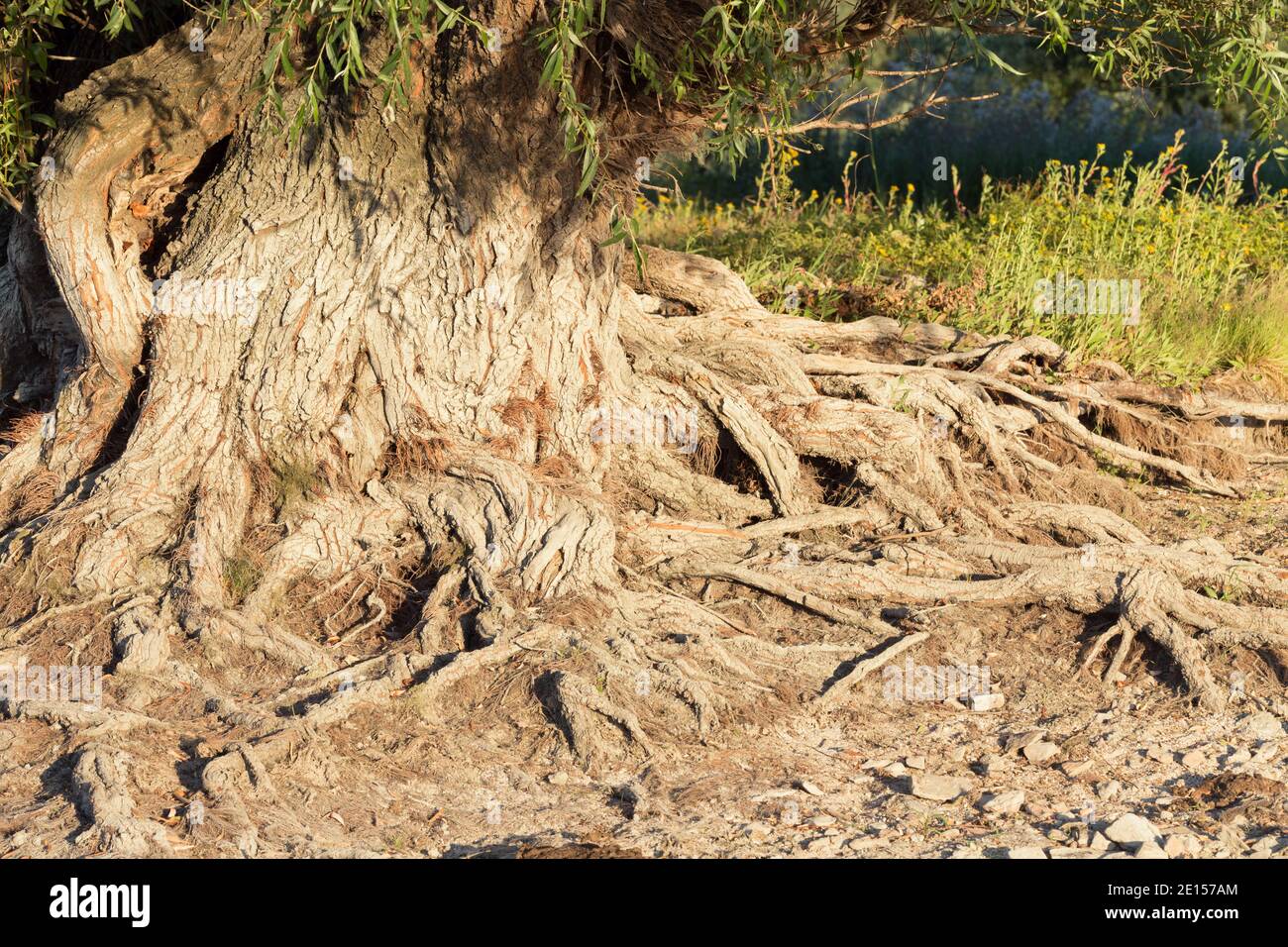 Tree root system hi-res stock photography and images - Alamy