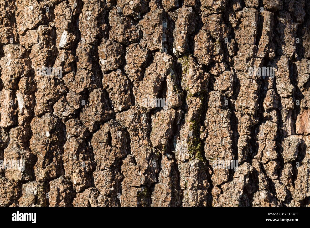 Close-up of a tree bark. Symbol for nature and environment. Suitable as ...