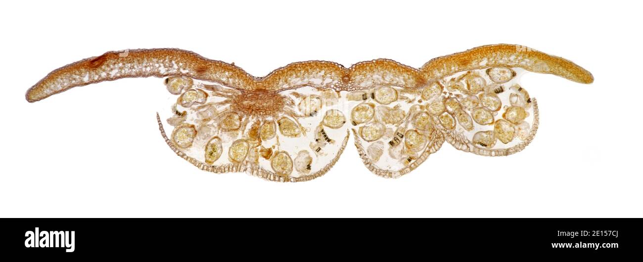 Aspidium Cut Out Stock Images & Pictures - Alamy