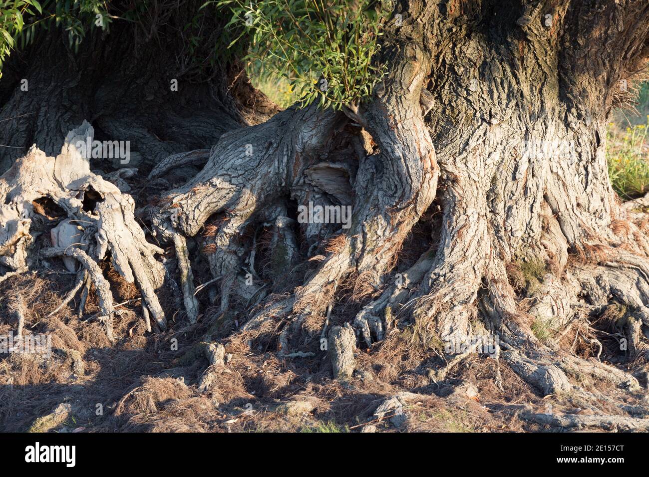 Tree root system hi-res stock photography and images - Alamy