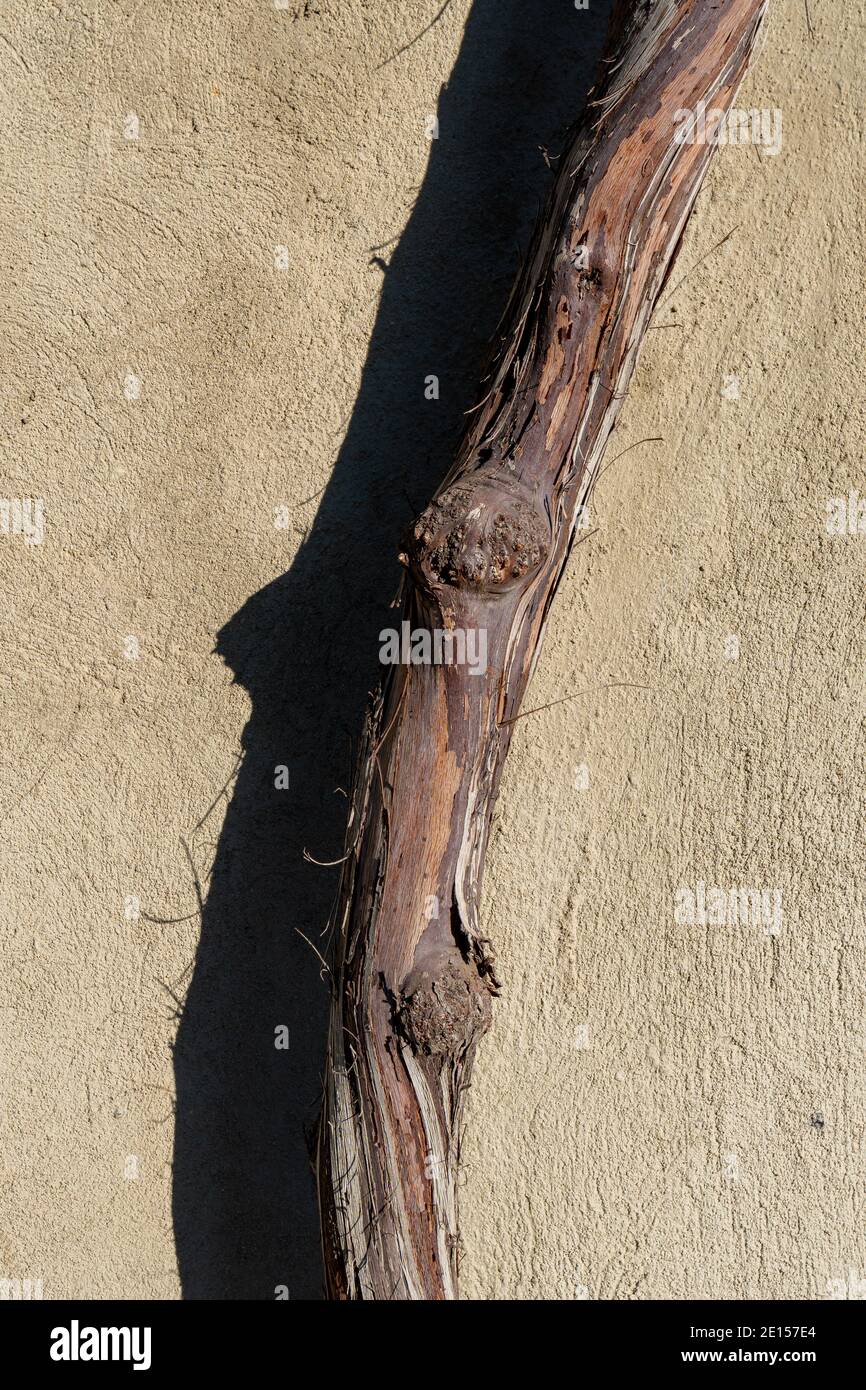 Thick trunk of grapes against the wall, plant Stock Photo - Alamy