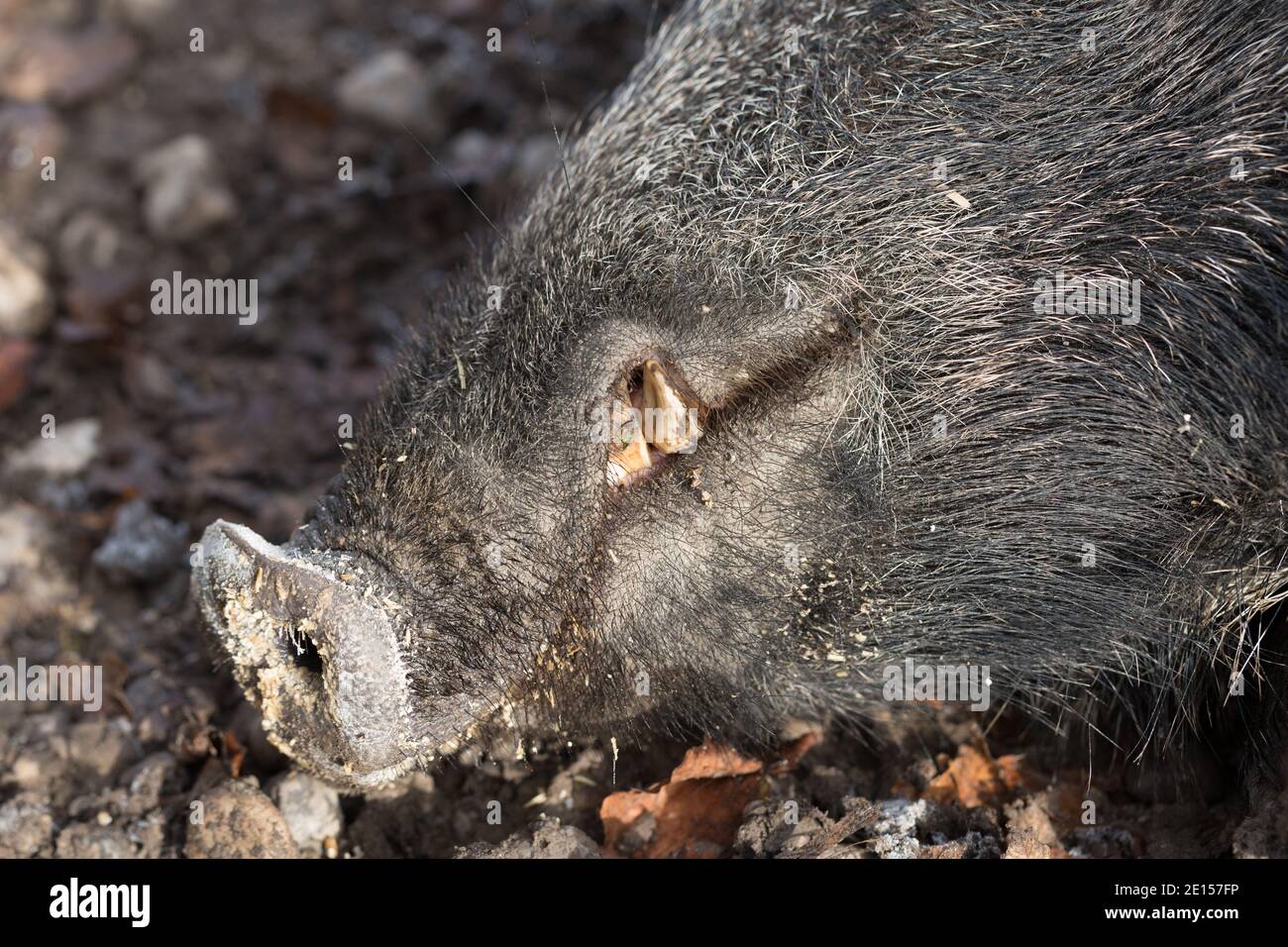 Happy wild boar hi-res stock photography and images - Alamy
