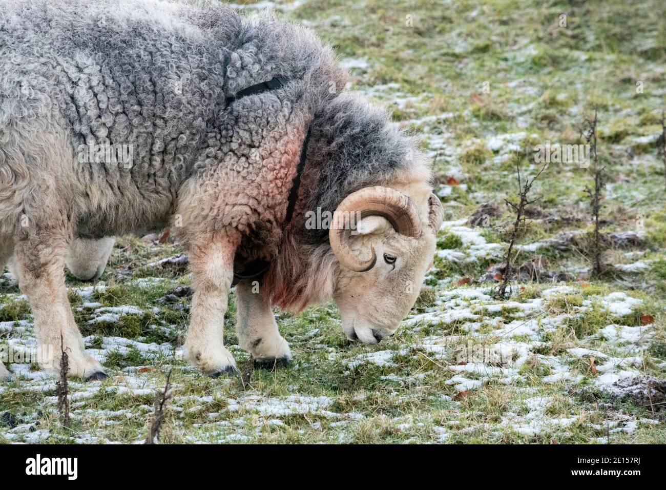 Sheep mating hi-res stock photography and images - Alamy