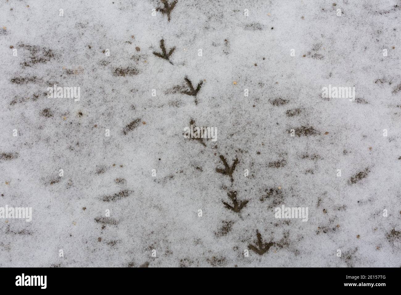 Tracks of a bird in the snow Stock Photo - Alamy