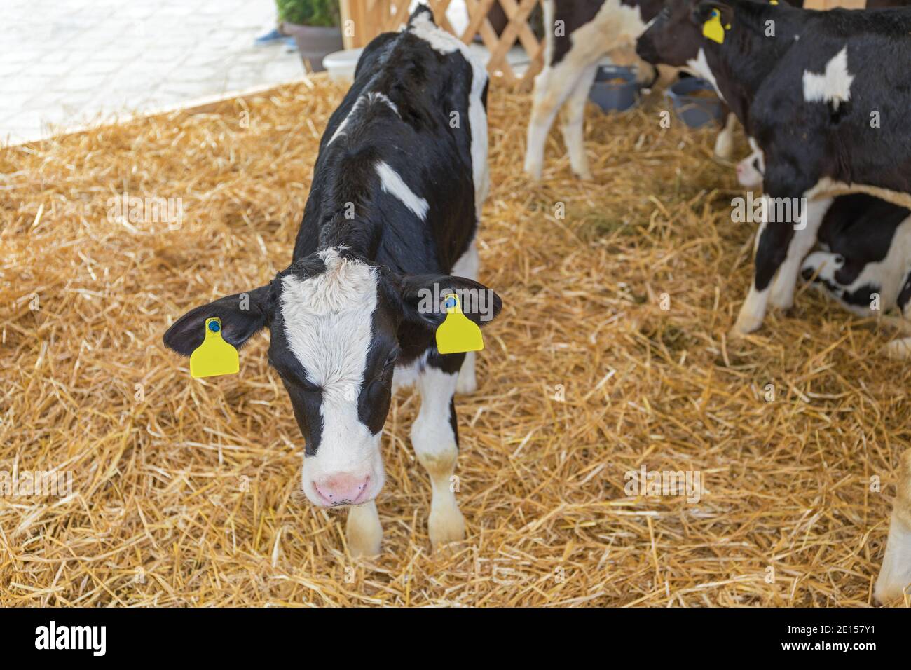 Small Calf Cow Standing in Straw at Farm Stock Photo - Alamy