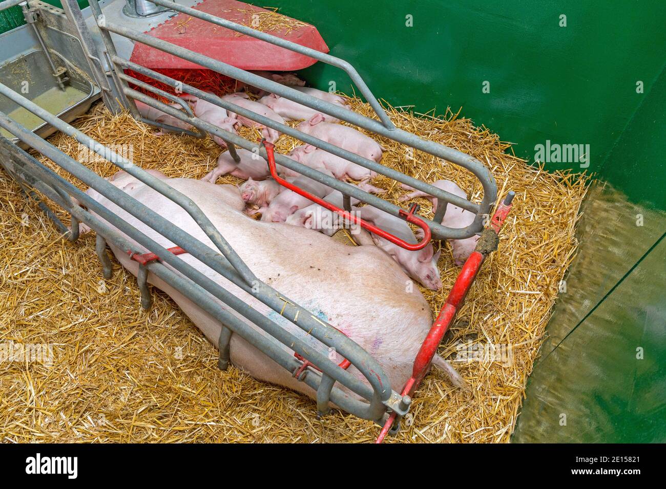 Big sow piglets in farrowing hi-res stock photography and images - Alamy
