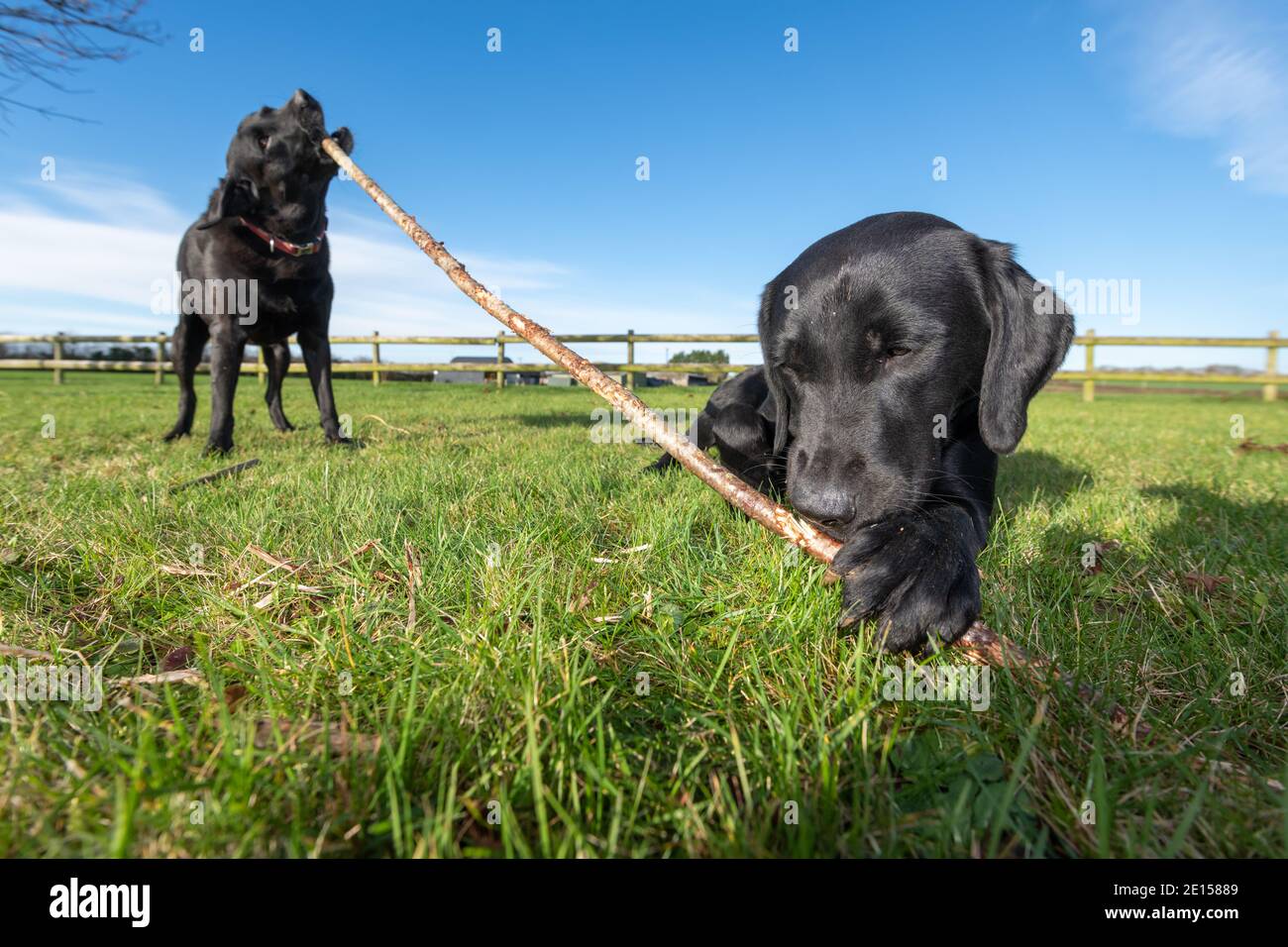 Happy black labradors hi-res stock photography and images - Alamy