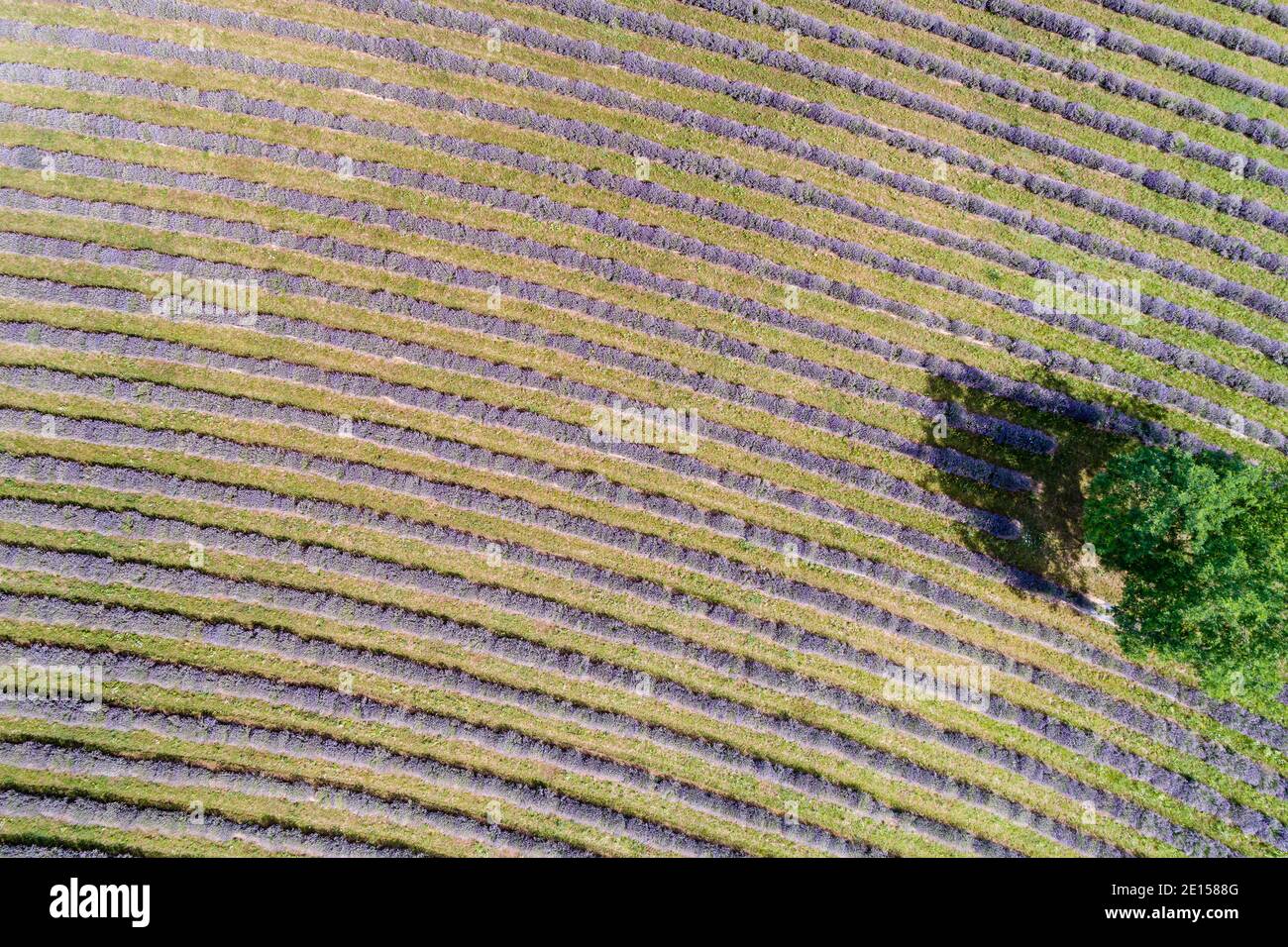 Levander plant hi-res stock photography and images - Alamy