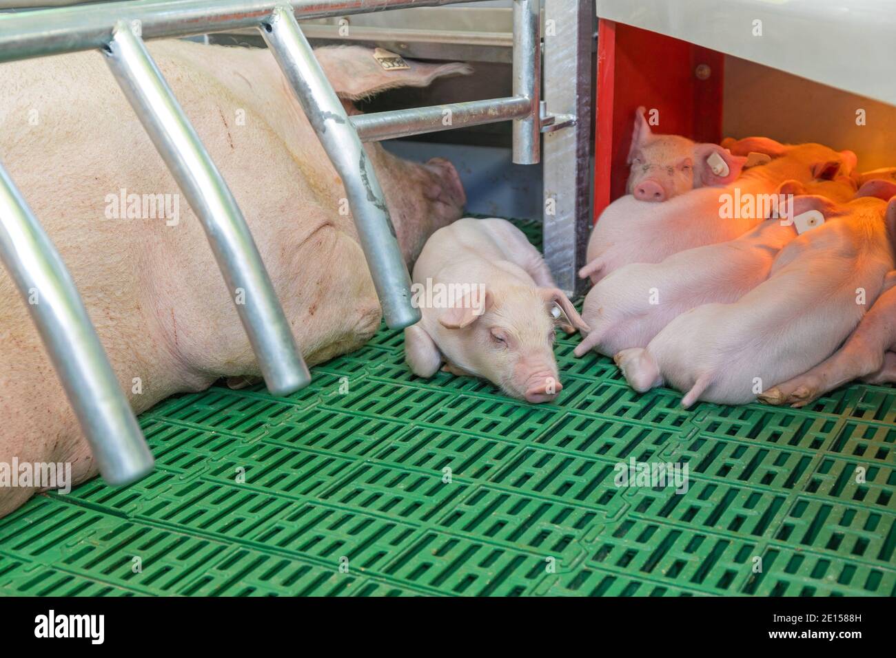 Farrowing hi-res stock photography and images - Alamy
