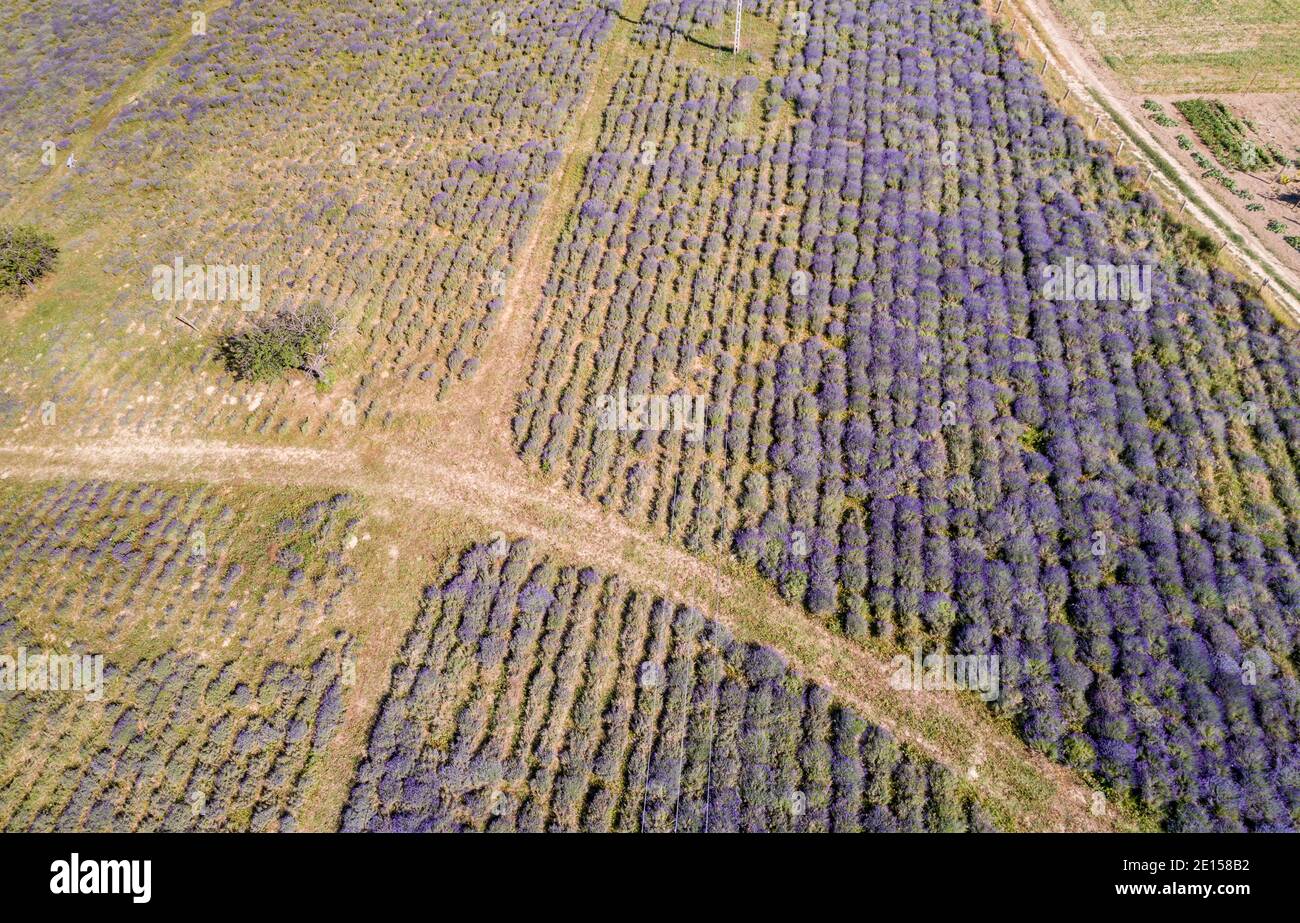 beautiful levander flowers from above Stock Photo - Alamy
