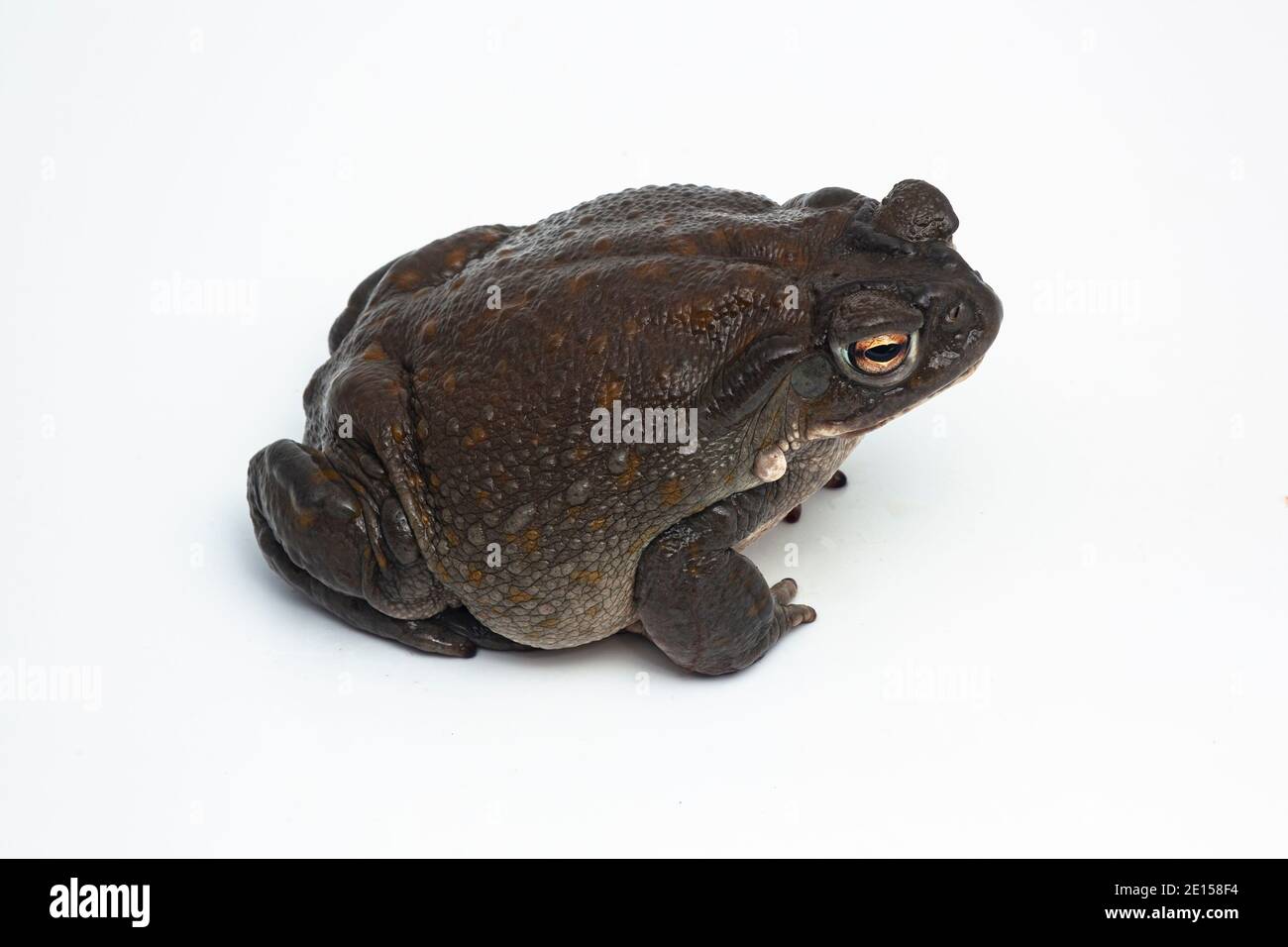 Colorado river toad hi-res stock photography and images - Alamy