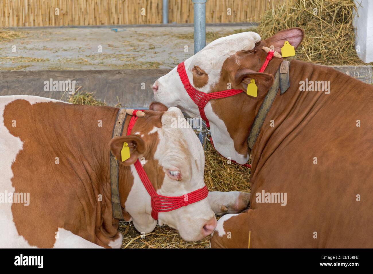 Two big brown cows cattle hi-res stock photography and images - Alamy