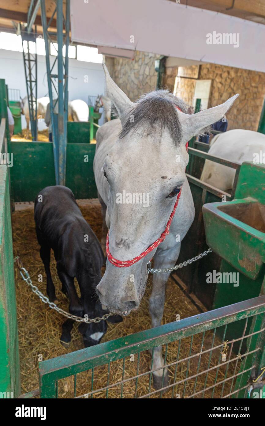 White Horse With Foal in Stable at Animal Farm Stock Photo - Alamy