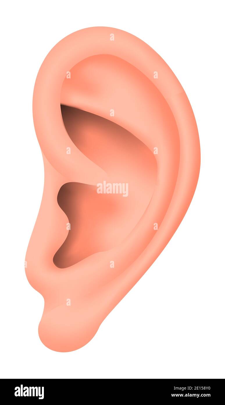 Vector ear in gradient style Stock Vector Image & Art - Alamy