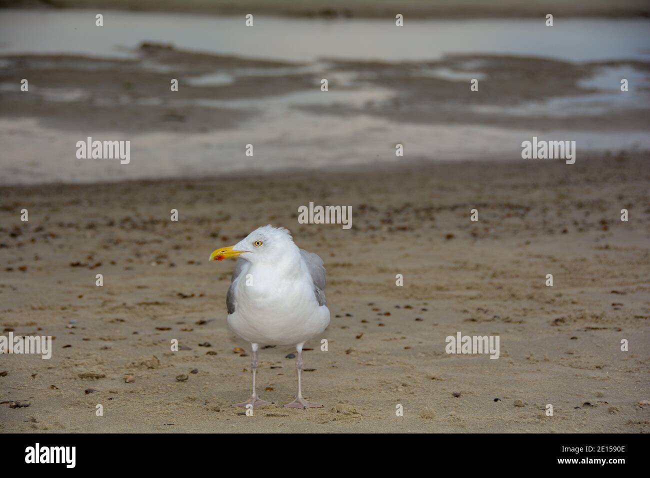 Knows sandy beach hi-res stock photography and images - Alamy