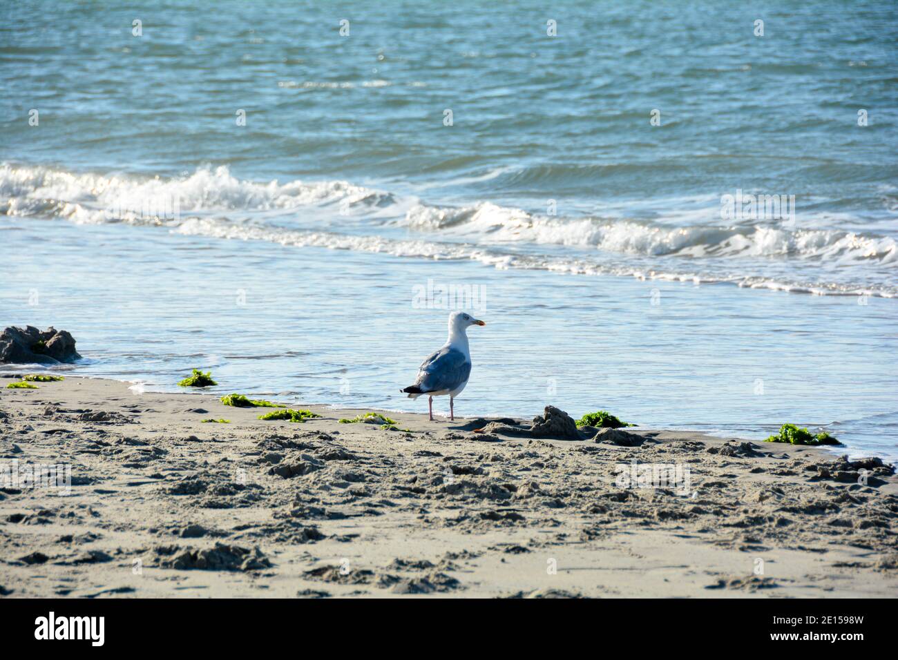 Gull stands on the sandy beach with sea in the background Stock Photo ...