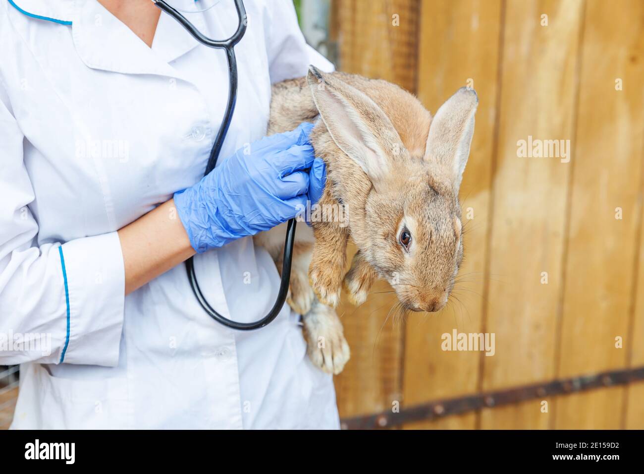 Veterinarian woman with stethoscope holding and examining rabbit on ...