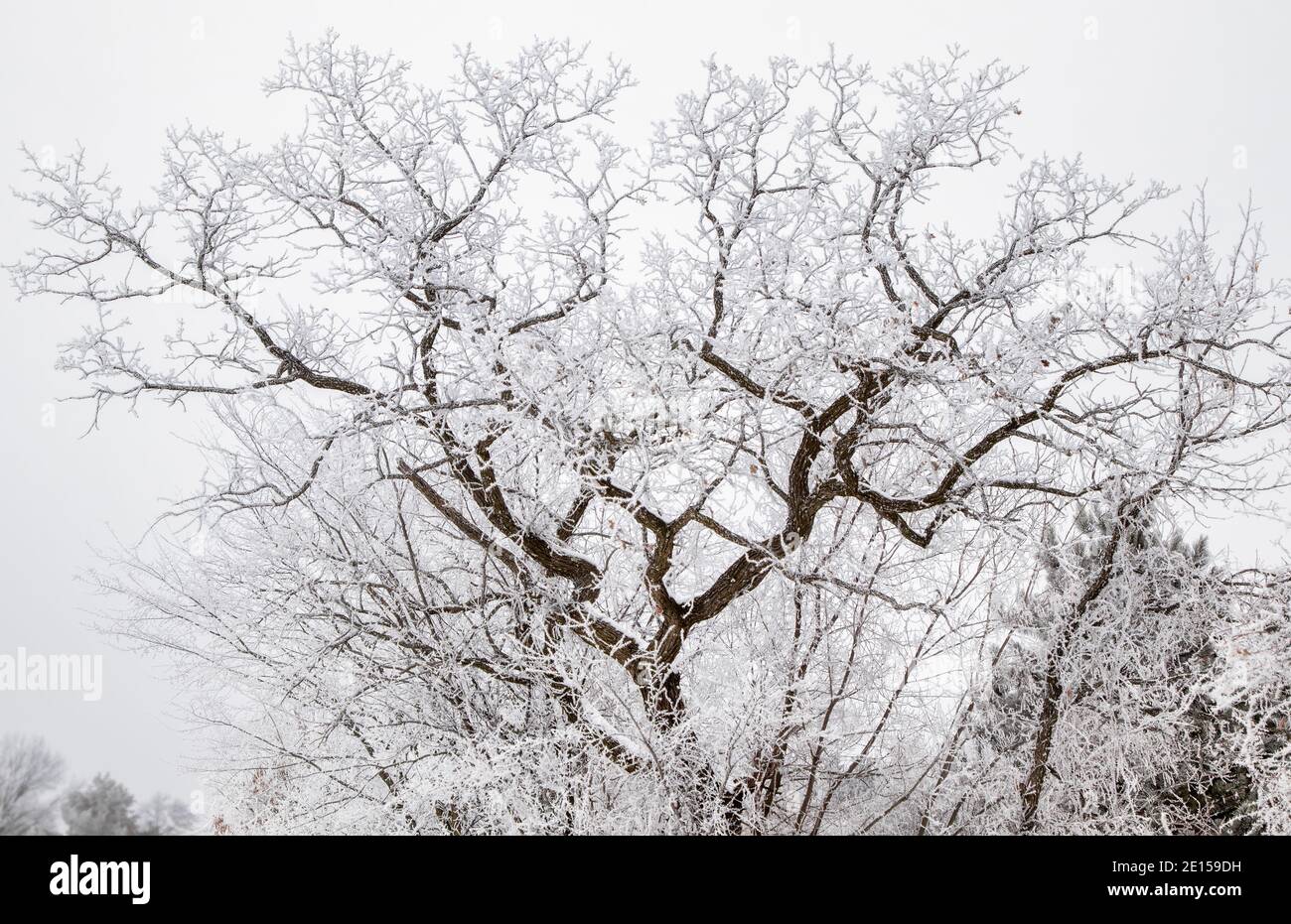 An oak tree covered in frozen fog (hoar frost Stock Photo - Alamy