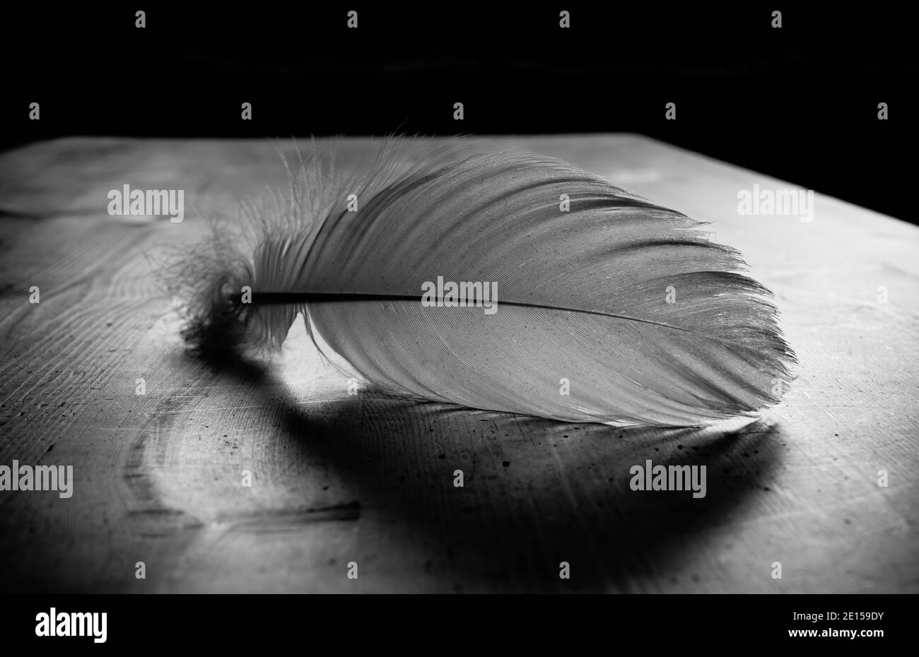 A white feather with shadow in high contrast black & white Stock Photo ...