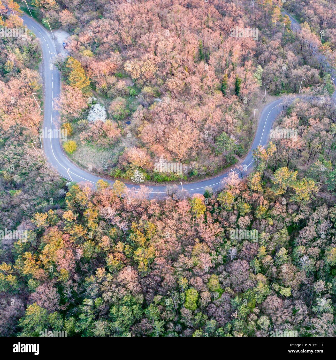 Aerial view, Road in a forest Stock Photo - Alamy