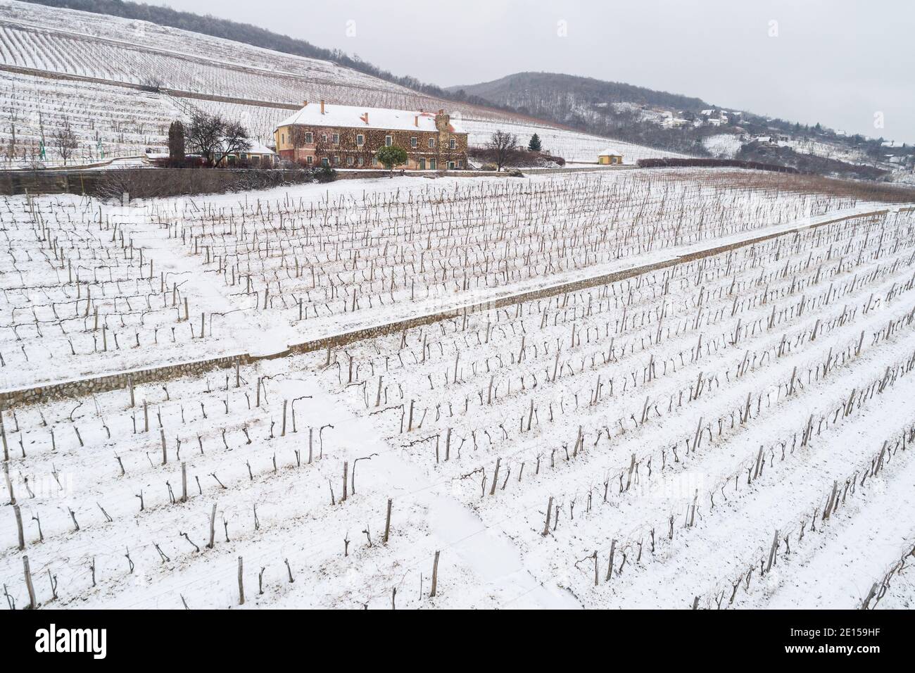 aerial photo of Vineyard in winter time with snow Stock Photo - Alamy