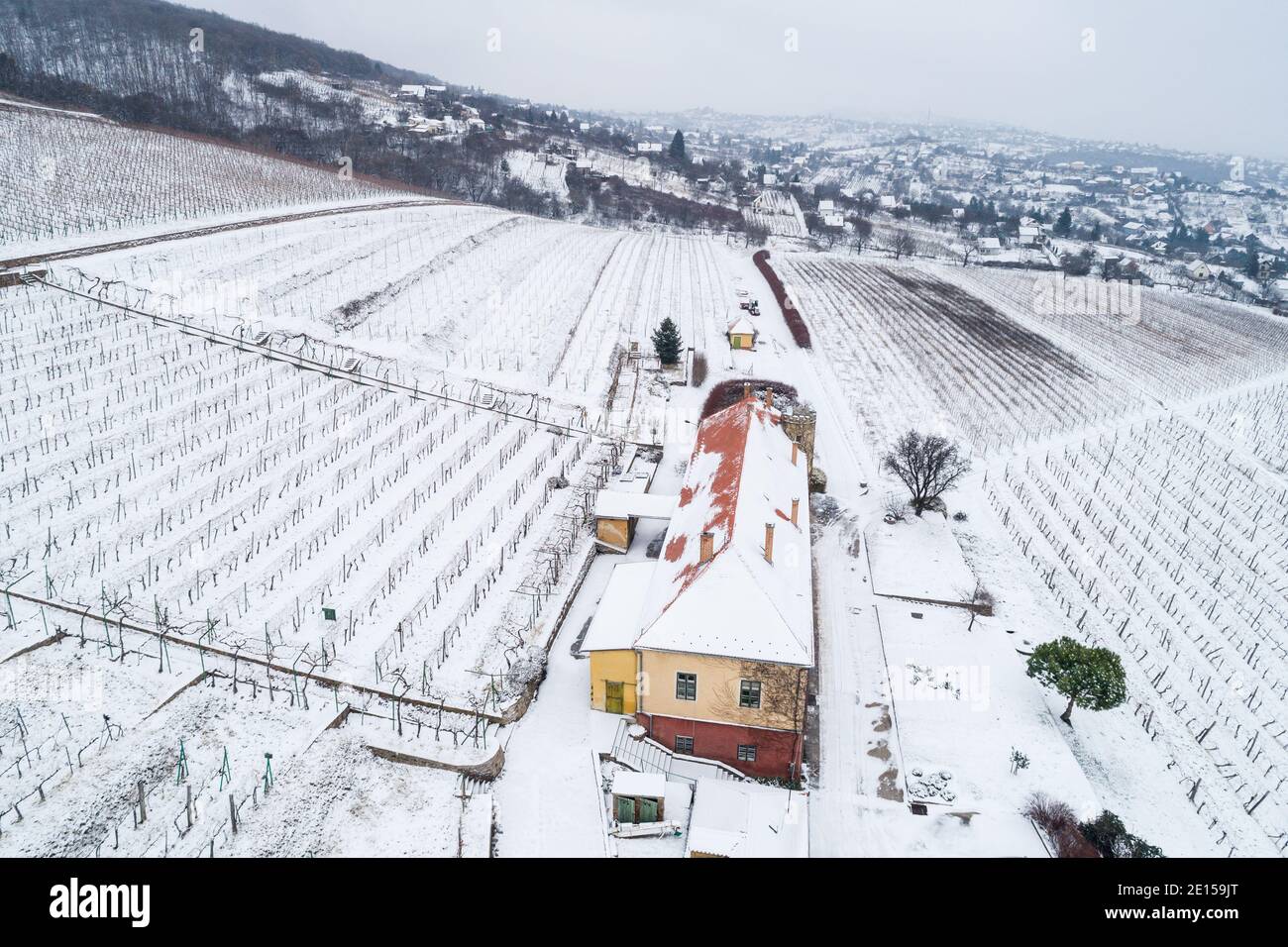 aerial photo of Vineyard in winter time with snow Stock Photo - Alamy