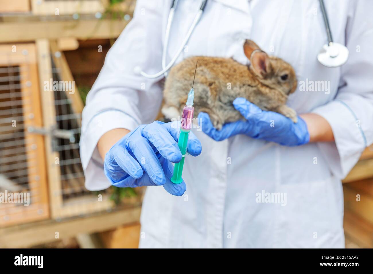 Veterinarian woman with syringe holding and injecting rabbit on ranch ...