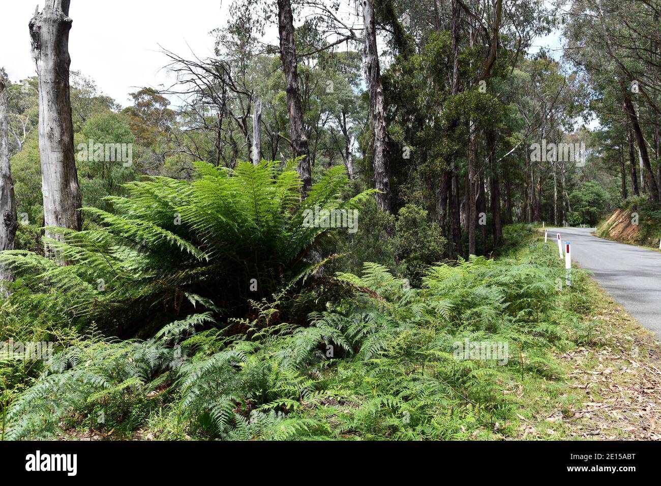 A section of the Alpine Way in the Snowy Mountains of Australia Stock ...