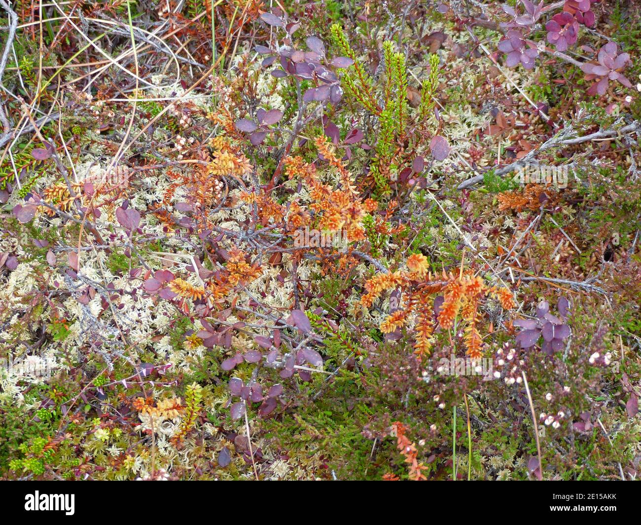 Moor Vegetation In The Black Moor In The Rhön, Various Marsh Plants ...