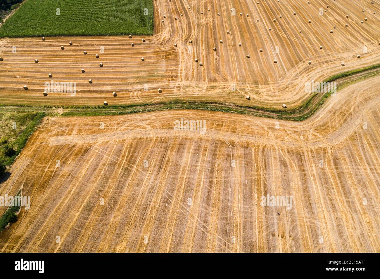 Golden hay bales in a large open field during harvest season Stock ...
