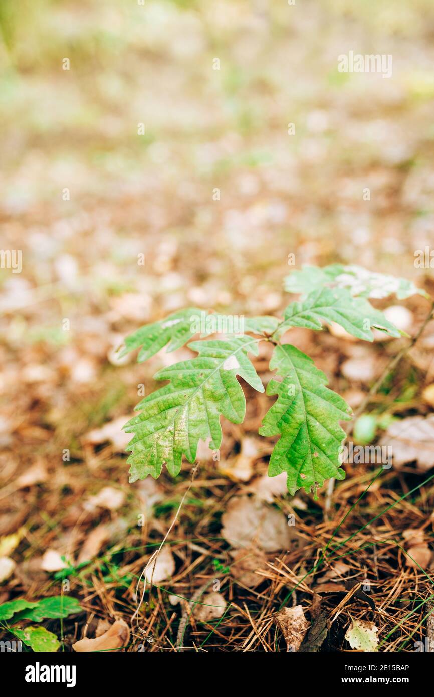 Deciduous forest with sparsely growing trees - young oaks and birches ...