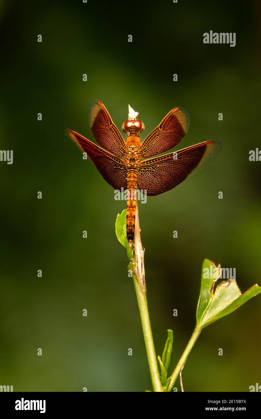 Dragonfly in tropical garden hi-res stock photography and images - Alamy