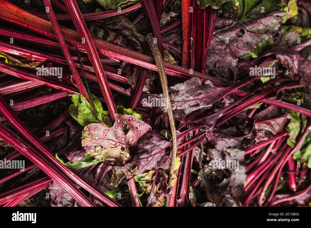 Beet stalks and leaves - harvesting in autumn on the farm Stock Photo ...