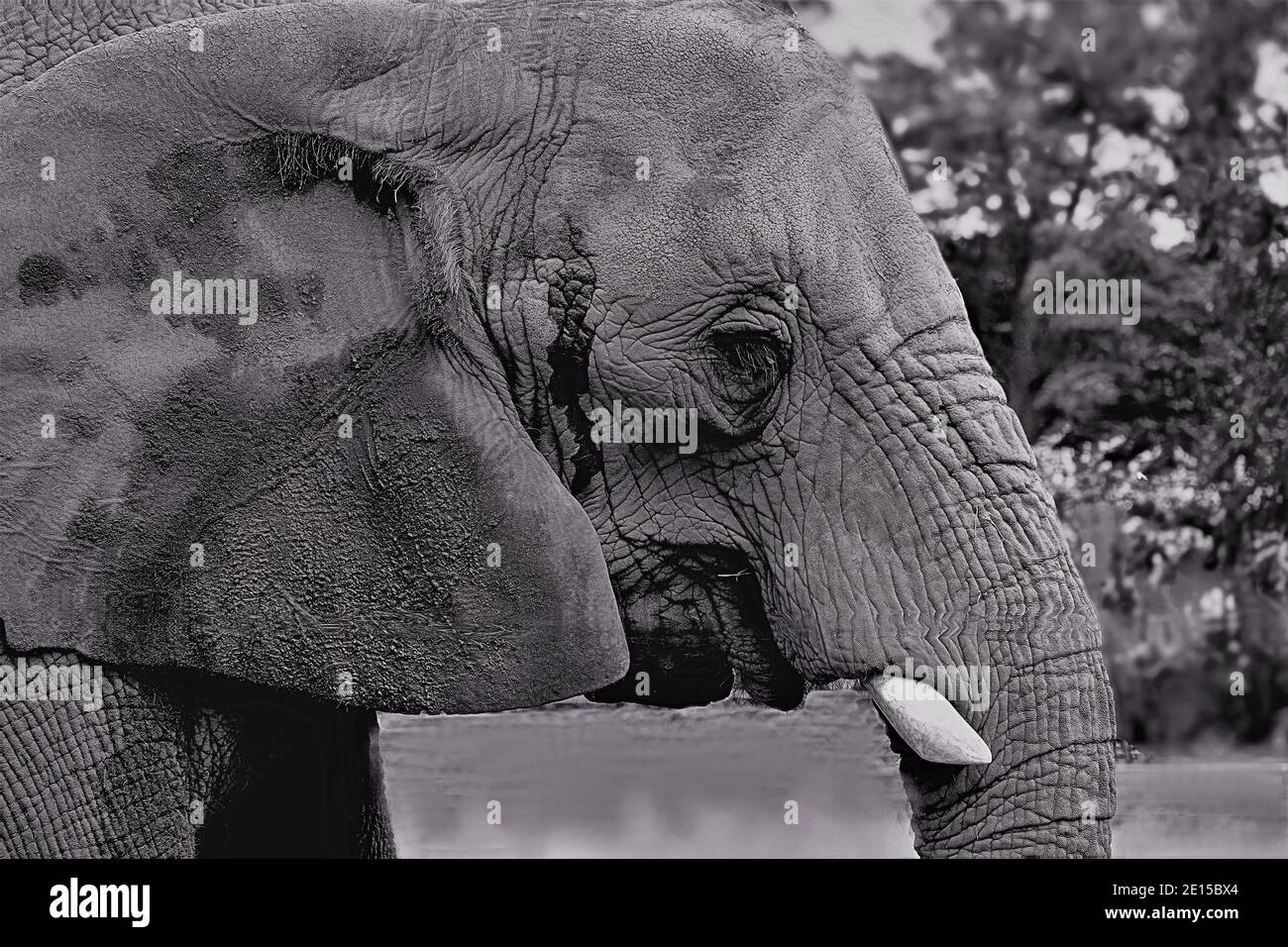 Side profile of an elephant showing eye ear and tusk Stock Photo - Alamy