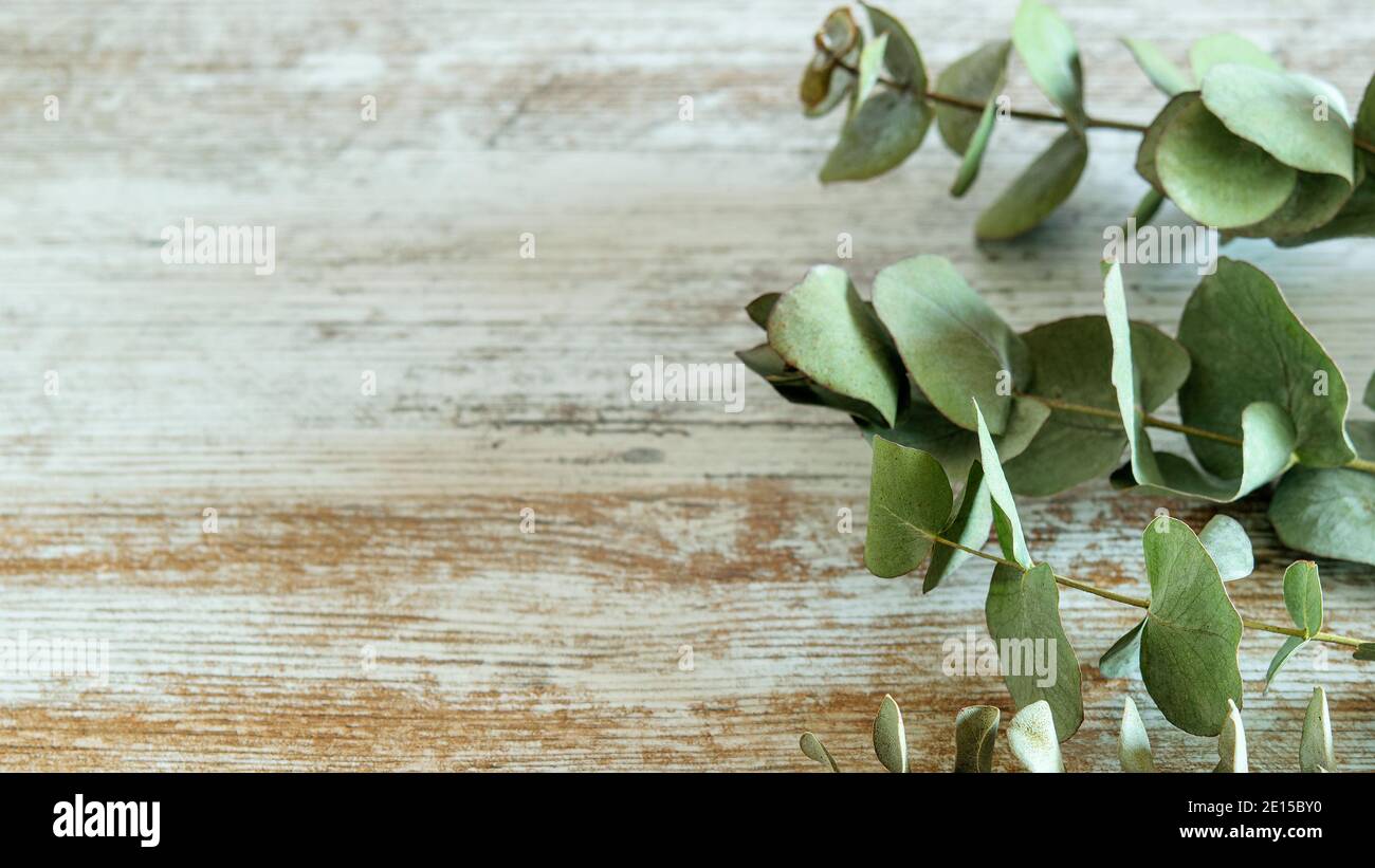 Branches of green eucalyptus on the wooden rustic natural background ...