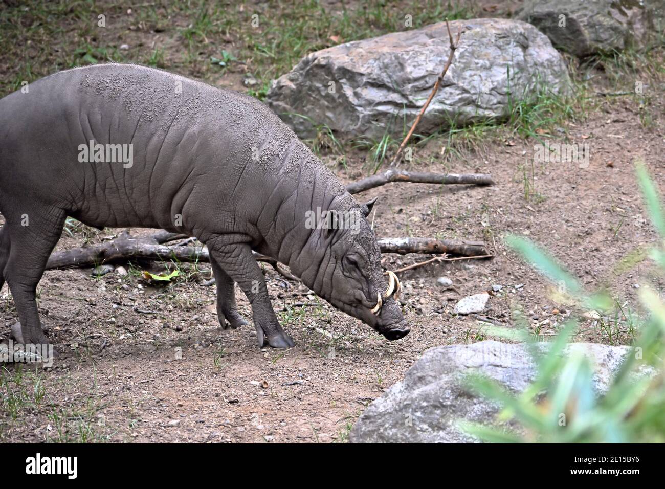 Warthog side view foraging the ground Stock Photo - Alamy